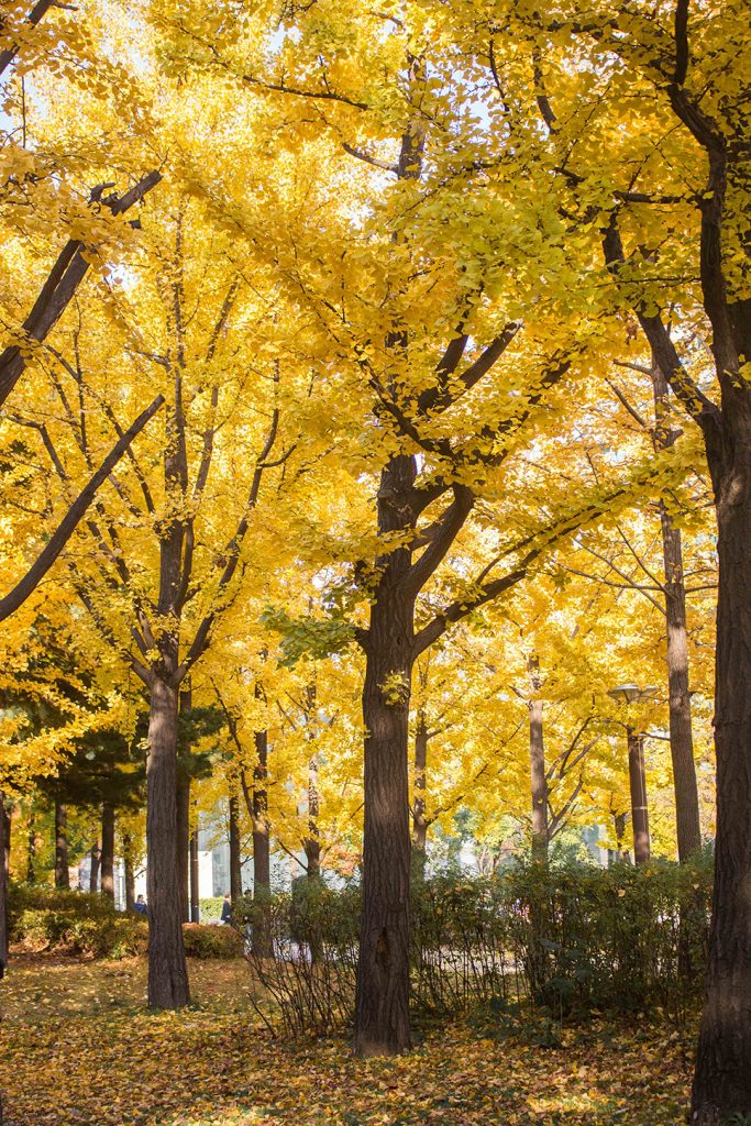 Bask in the Grandeur of Seoul's Autumn At These Spots No One Told You About