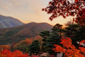 Hwadam Botanic Garden: Famous Autumn Foliage Spot 1-Hour Away From Seoul