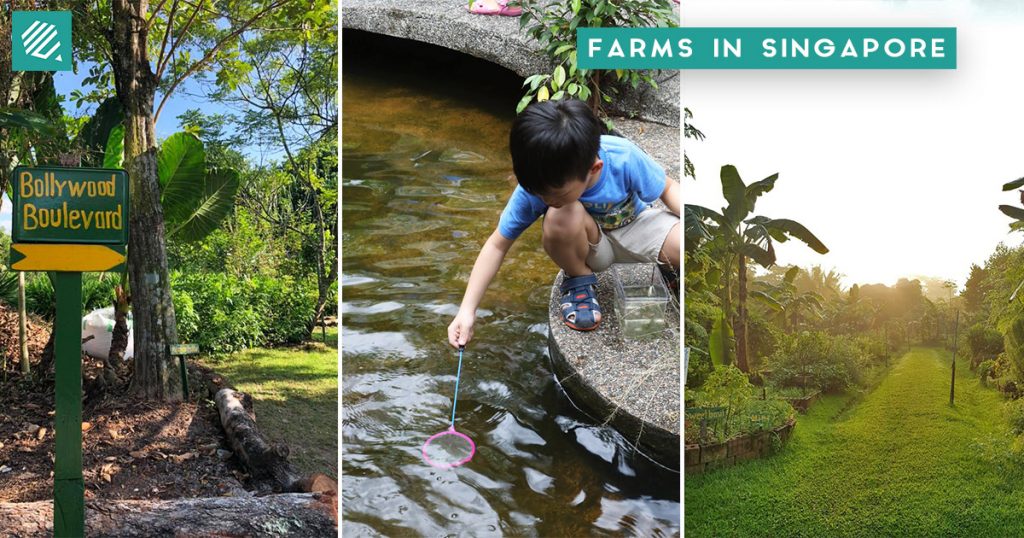 9 Farms in Singapore To Experience That Rustic Countryside Charm