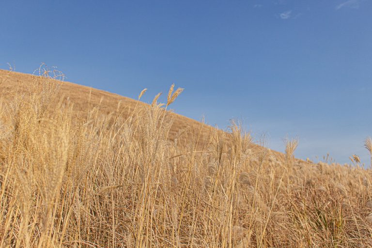 7 Things To Do In Jeju During Winter: Tangerine Picking, Climb An Oreum ...