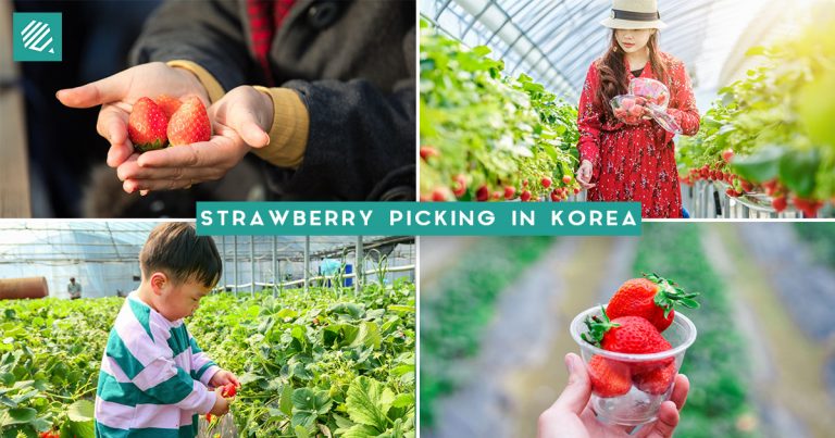 5 Farms in 5 Different Cities For Strawberry Picking in South Korea