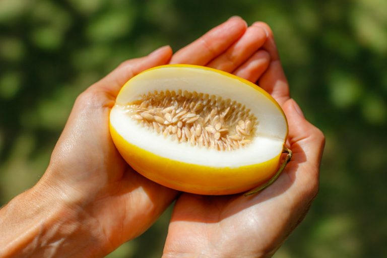 Must-Try Seasonal Fruits of Korea: From Spring to Winter