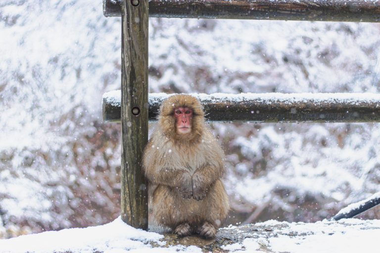 A Trip To Jigokudani Snow Monkey Park: See Snow Monkeys Soaking In Hot ...