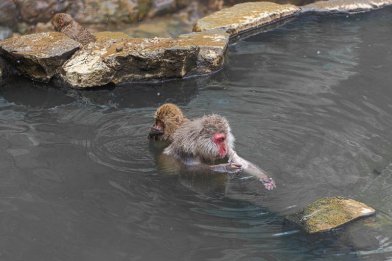 A Trip To Jigokudani Snow Monkey Park: See Snow Monkeys Soaking In Hot ...