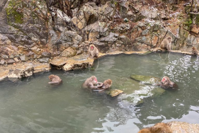 A Trip To Jigokudani Snow Monkey Park: See Snow Monkeys Soaking In Hot ...