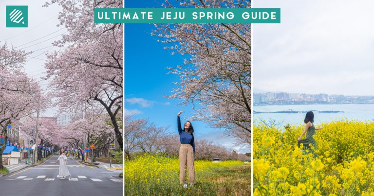 The Ultimate Jeju Spring Guide: Where To See Cherry Blossoms & Canola ...