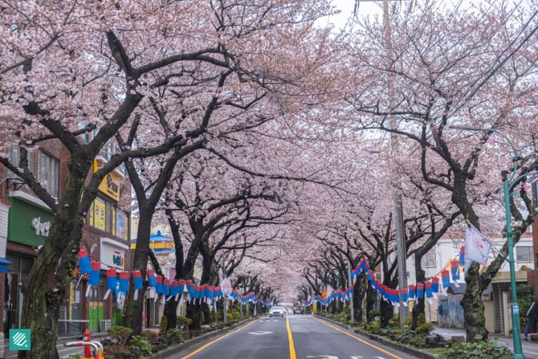 The Ultimate Jeju Spring Guide: Where To See Cherry Blossoms & Canola ...