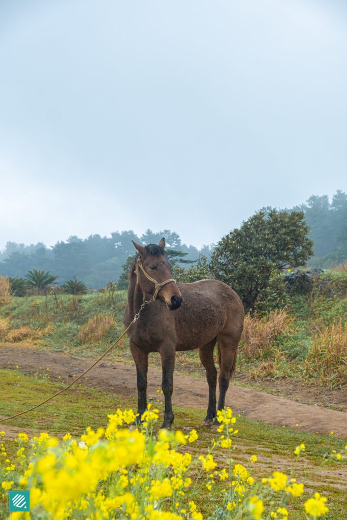 The Ultimate Jeju Spring Guide: Where To See Cherry Blossoms & Canola ...