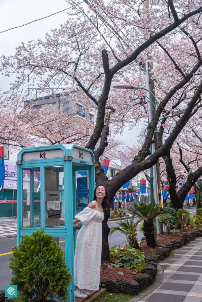 The Ultimate Jeju Spring Guide: Where To See Cherry Blossoms & Canola ...