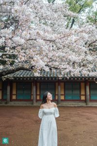 The Ultimate Jeju Spring Guide: Where To See Cherry Blossoms & Canola ...