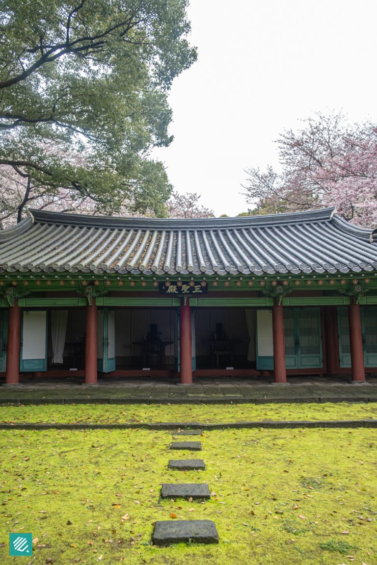 The Ultimate Jeju Spring Guide: Where To See Cherry Blossoms & Canola ...