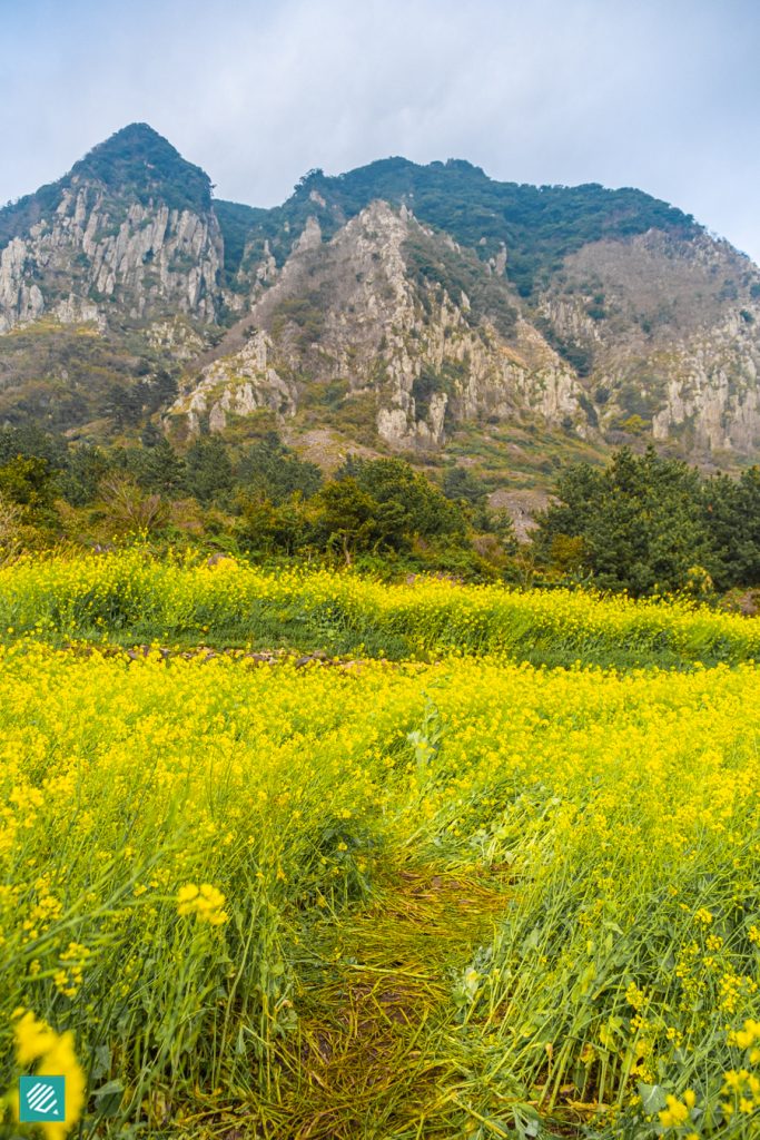 The Ultimate Jeju Spring Guide: Where To See Cherry Blossoms & Canola ...