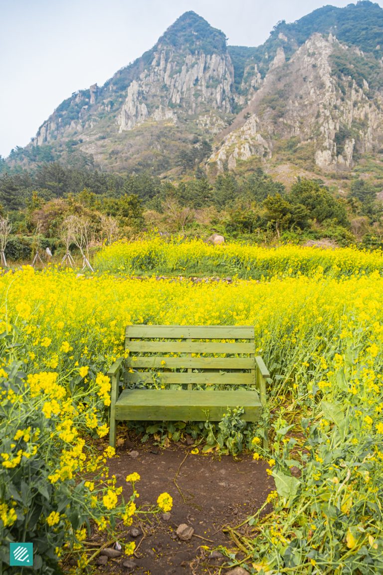 The Ultimate Jeju Spring Guide: Where To See Cherry Blossoms & Canola ...
