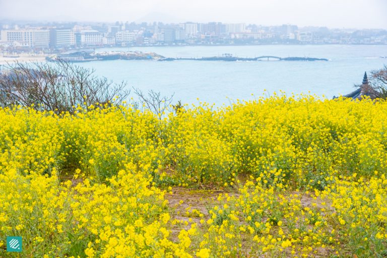 The Ultimate Jeju Spring Guide: Where To See Cherry Blossoms & Canola ...