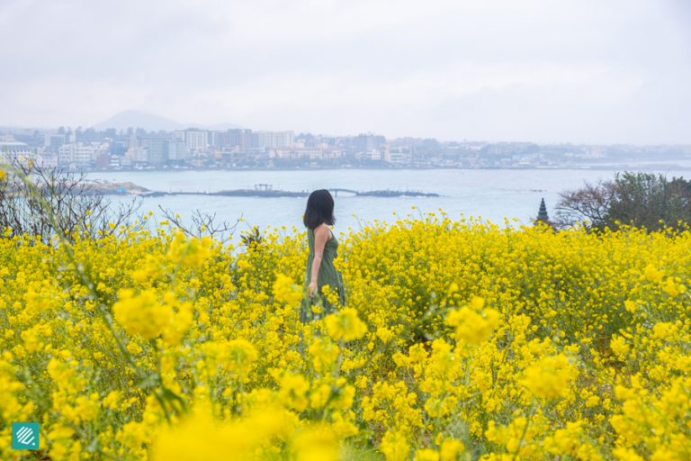 The Ultimate Jeju Spring Guide: Where To See Cherry Blossoms & Canola ...