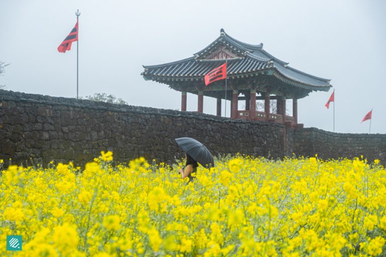 The Ultimate Jeju Spring Guide: Where To See Cherry Blossoms & Canola ...
