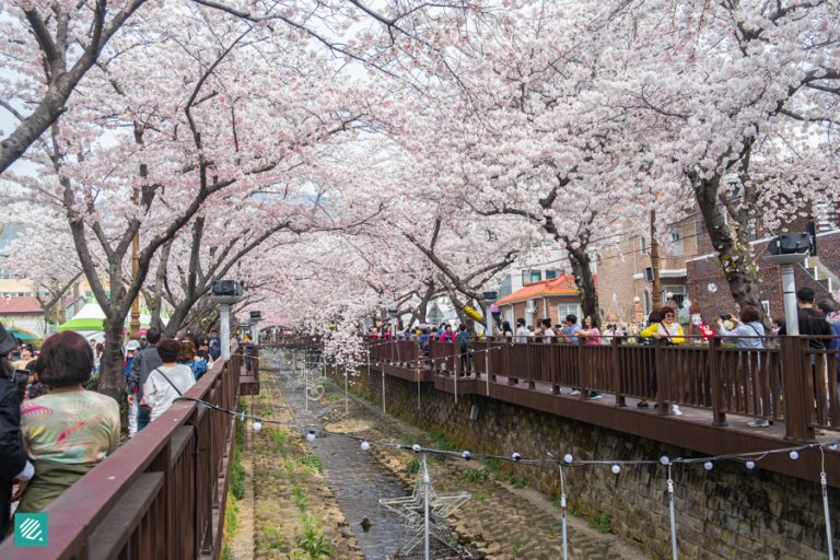 Jinhae Cherry Blossom Festival: A Guide To The Most Popular Cherry ...