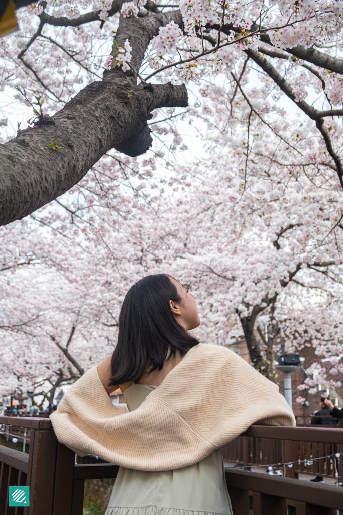 Jinhae Cherry Blossom Festival: A Guide To The Most Popular Cherry ...