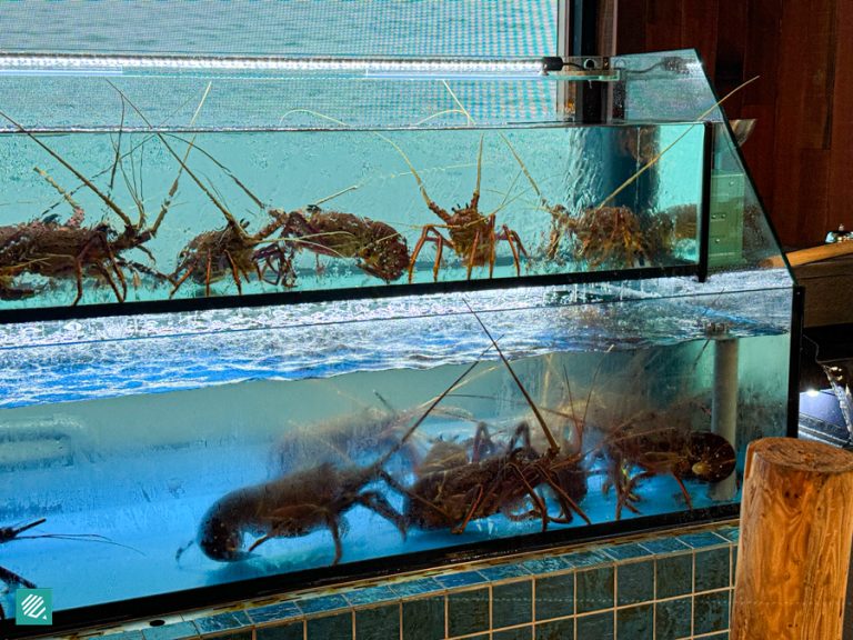 Yang Ming Seafood VivoCity: Unique Kelong Concept And New Menu Items ...