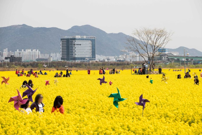 Spring Flowers in Korea That Aren’t Cherry Blossoms (& Where To Find Them)