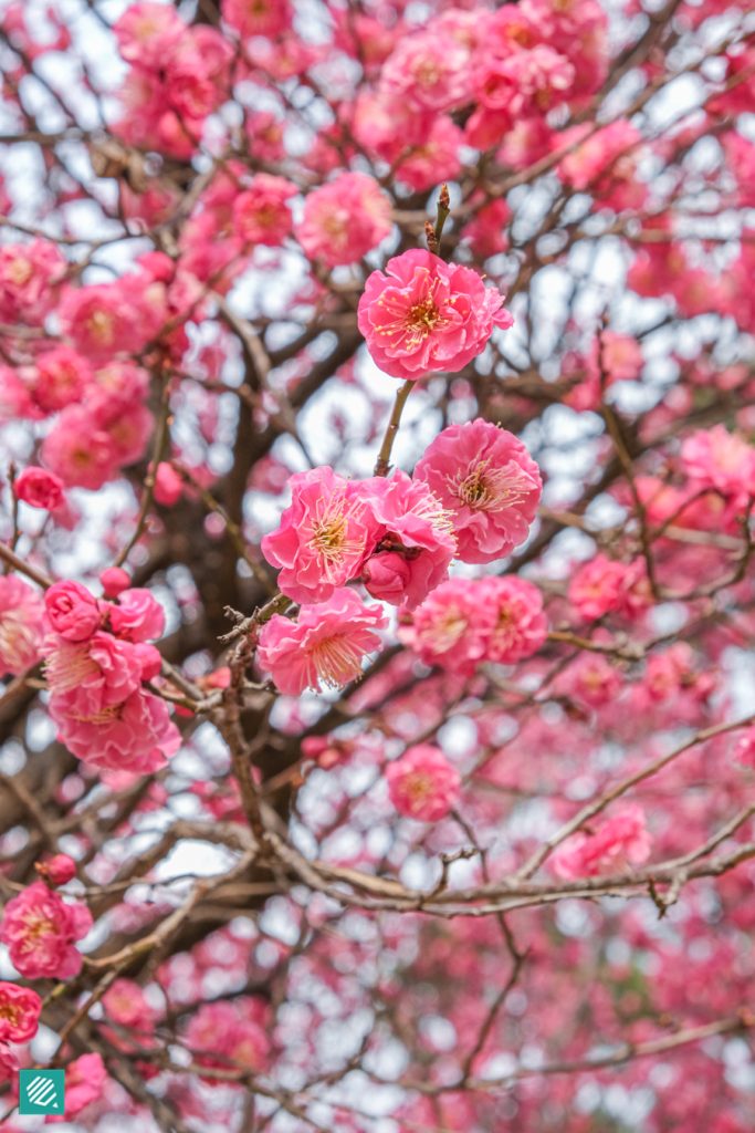Spring Flowers in Korea That Aren’t Cherry Blossoms (& Where To Find Them)